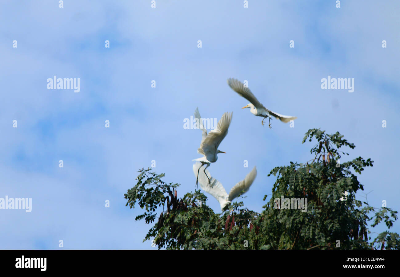 Group of egrets Stock Photo - Alamy