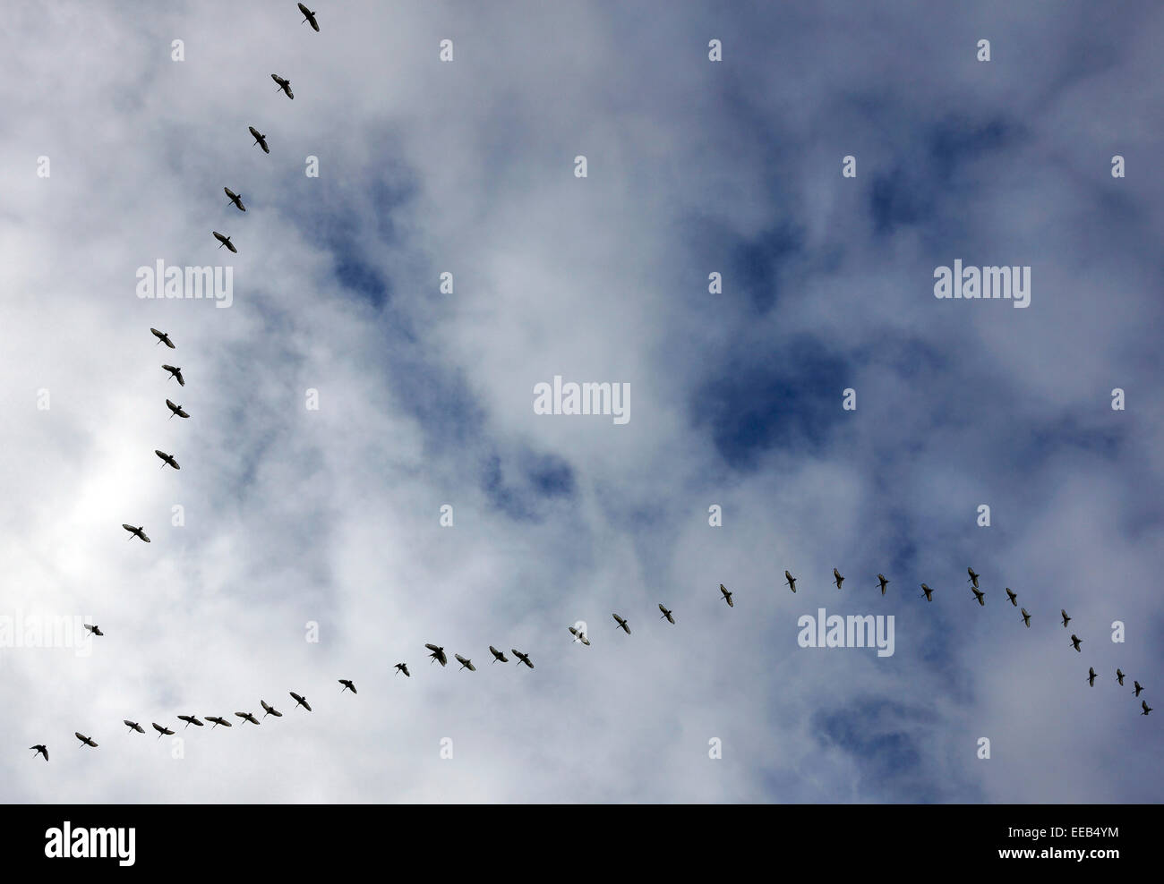 Flock of African sacred ibis (Threskiornis aethiopicus) birds flying in ...