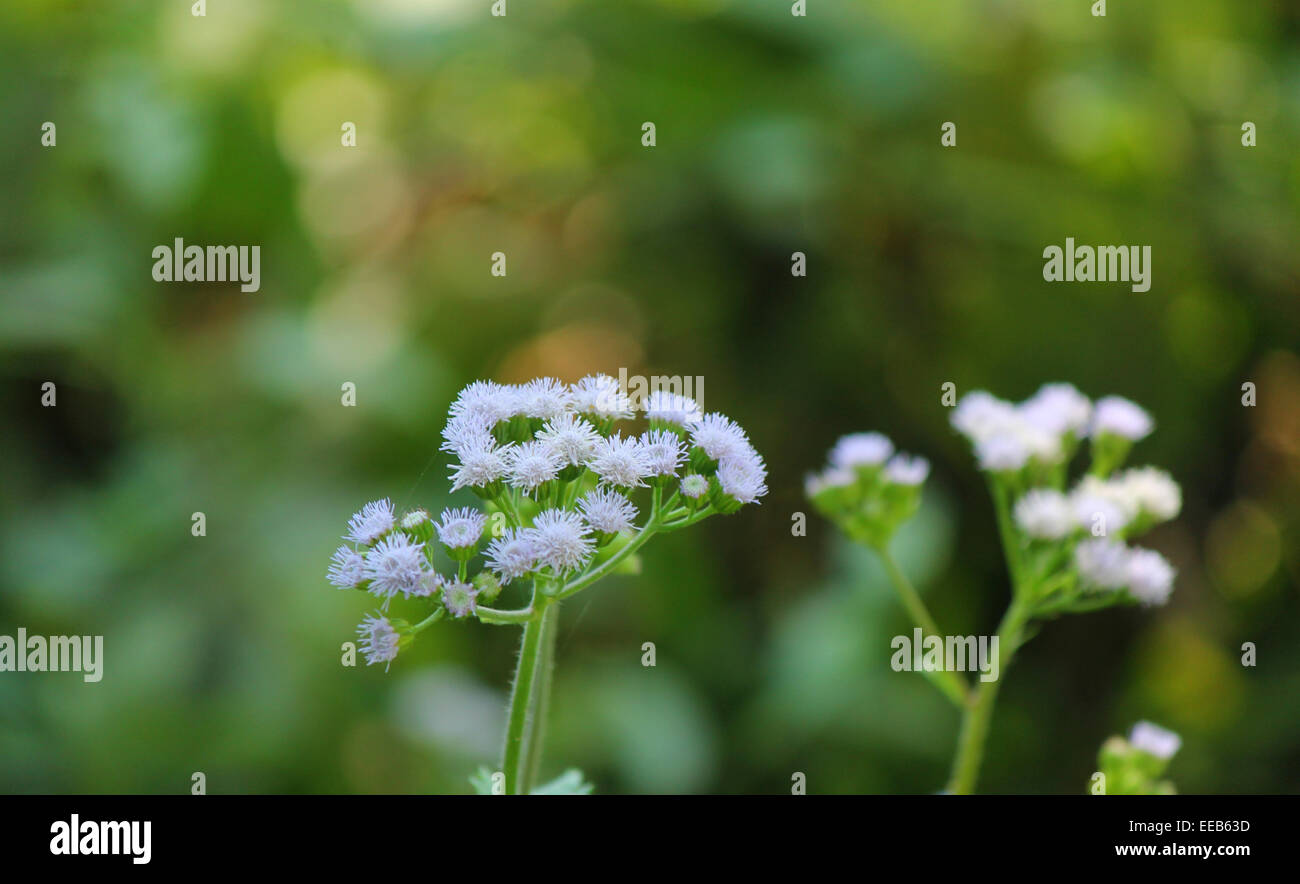 Beautiful Small flowers Stock Photo - Alamy