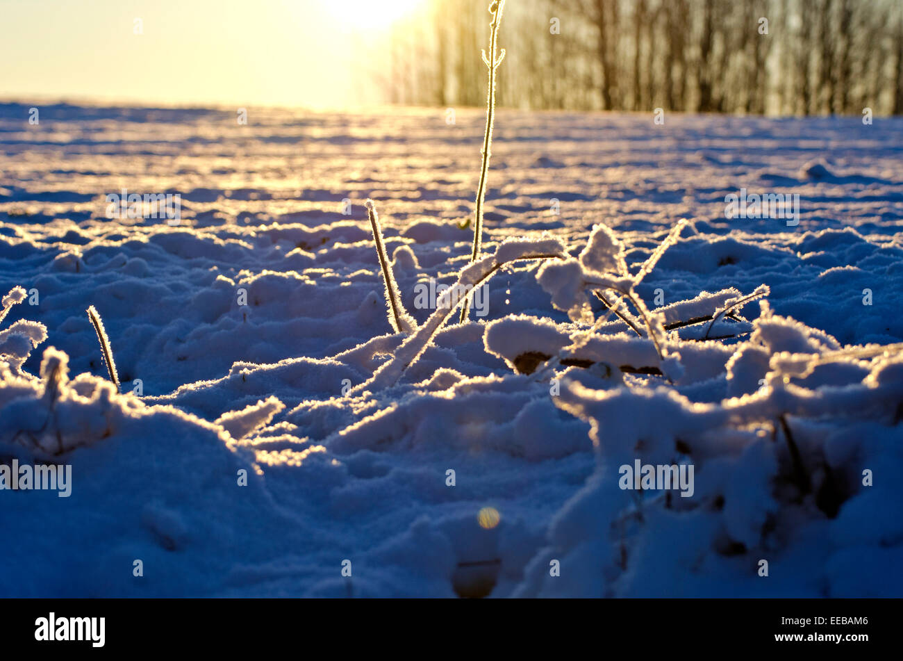 winter field with snow and morning sunrise sunlight Stock Photo - Alamy
