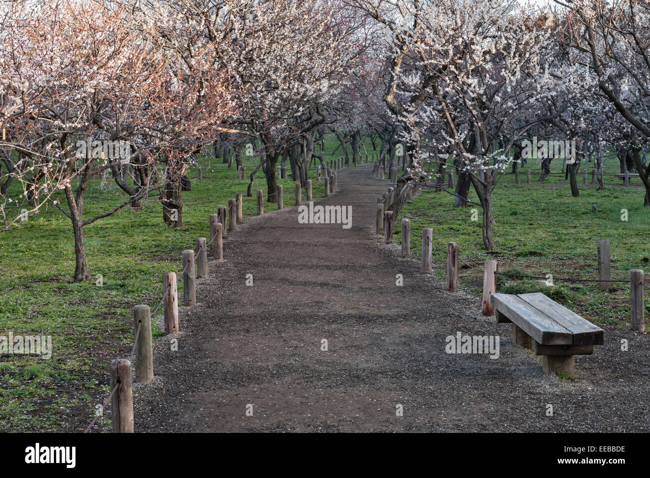 Mito, Japan. Plum blossom in spring in the garden of Kairaku-en, one of ...