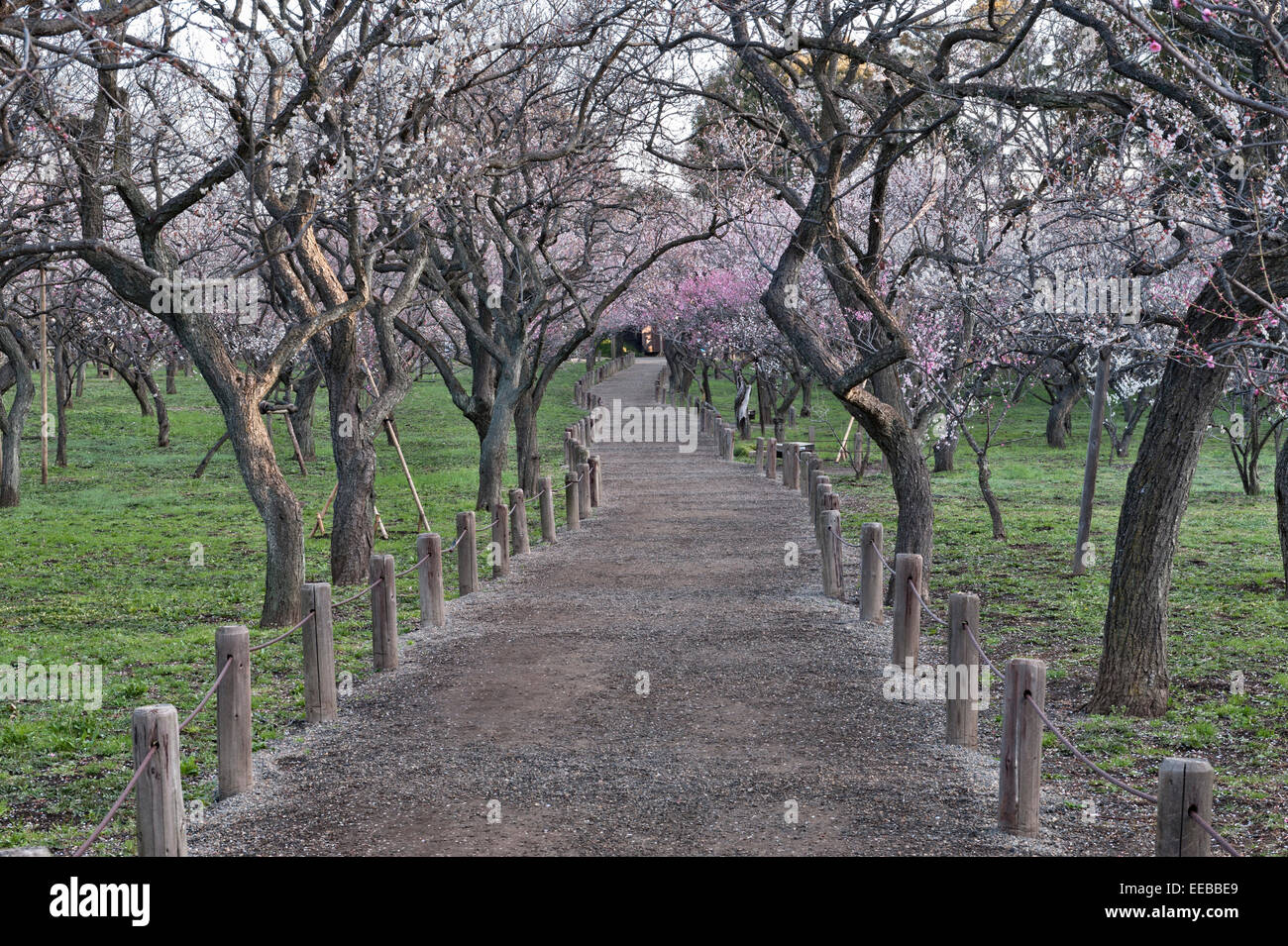 Mito, Japan. Plum blossom in spring in the garden of Kairaku-en, one of ...