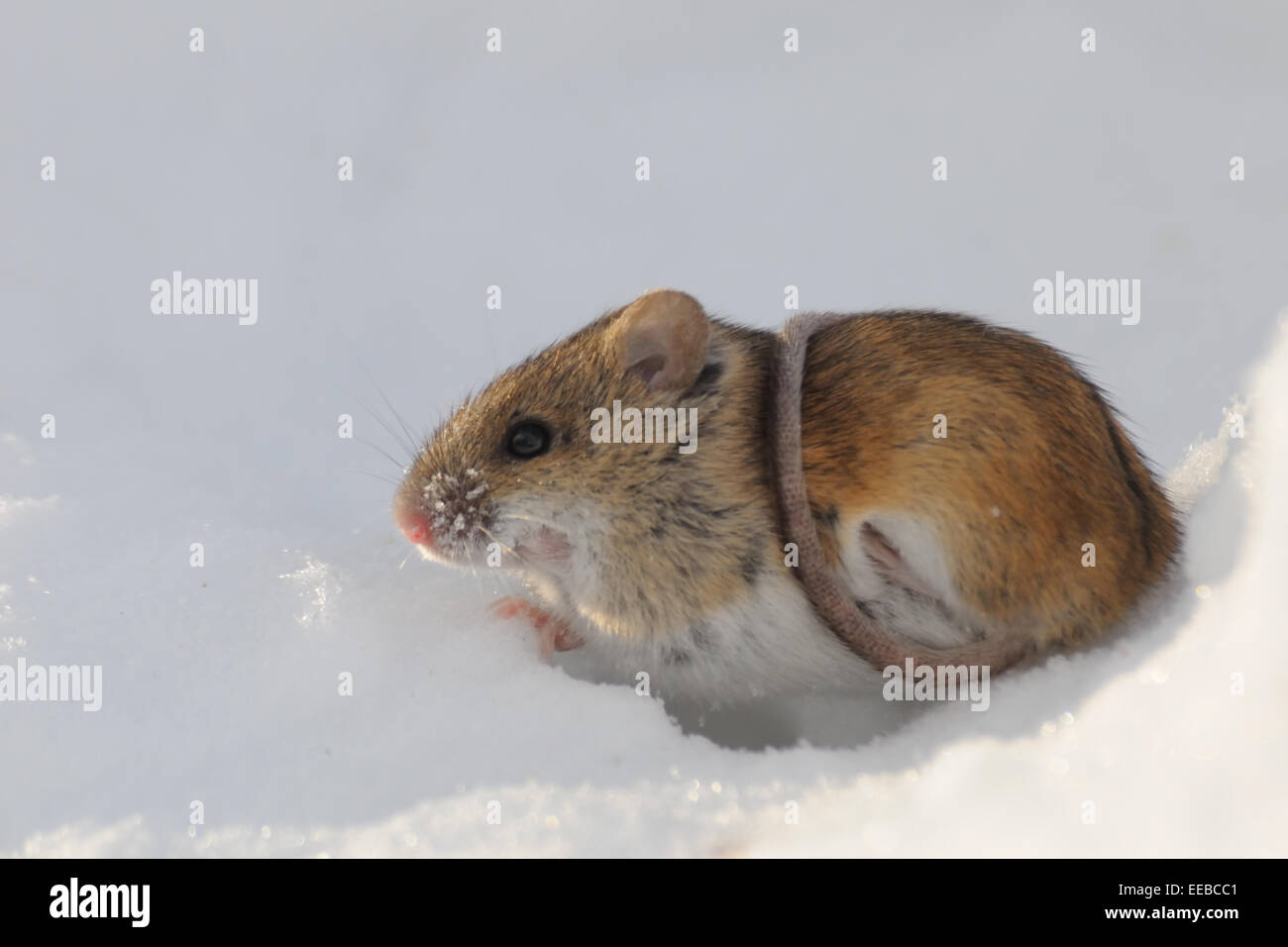 Tail mouse hi-res stock photography and images - Alamy