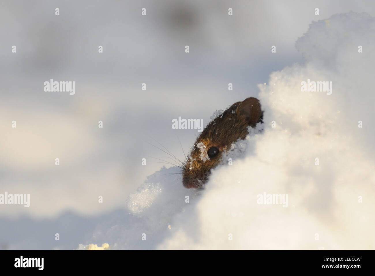 Mouse in winter hi-res stock photography and images - Alamy