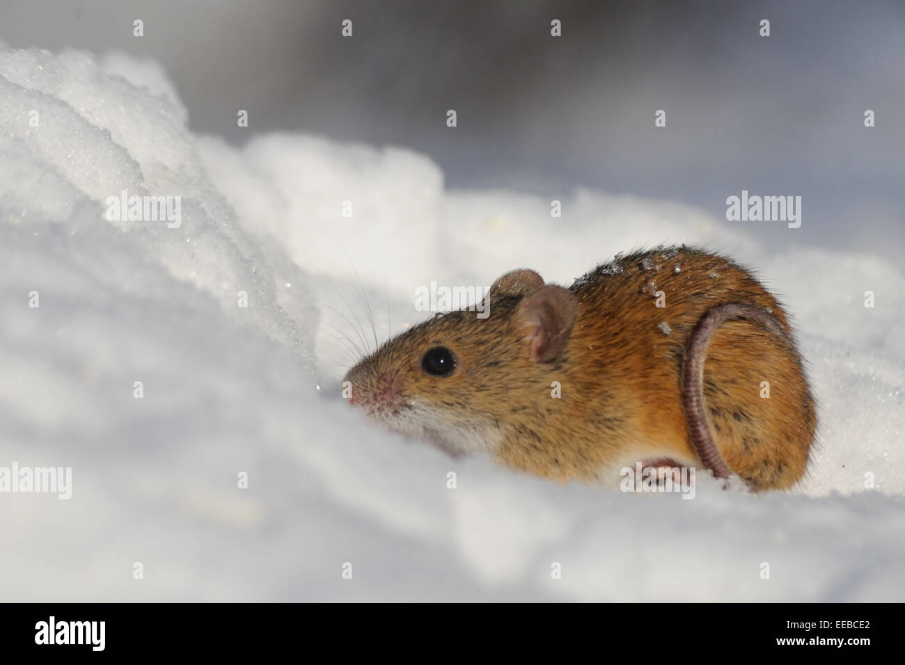 Snow mouse hi-res stock photography and images - Alamy