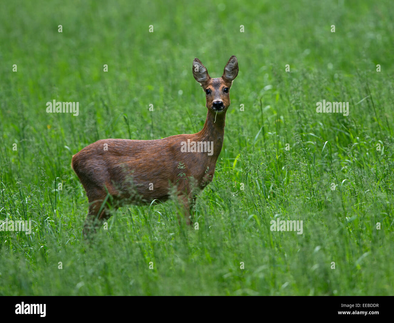 Reh High Resolution Stock Photography and Images - Alamy