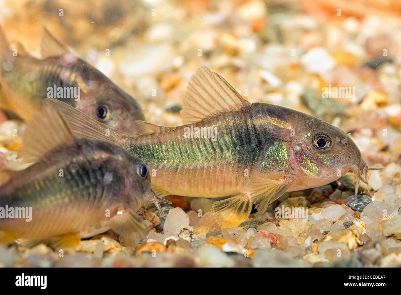 Tropical freshwater aquarium fish from genus Corydoras Stock Photo - Alamy