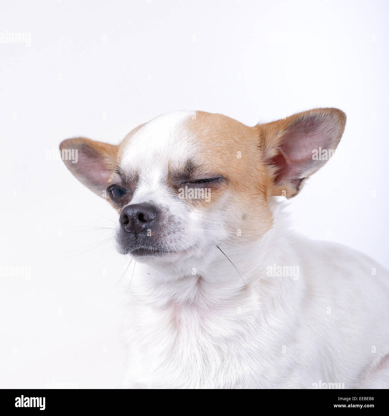 Nice small winking dog on the white background Stock Photo - Alamy