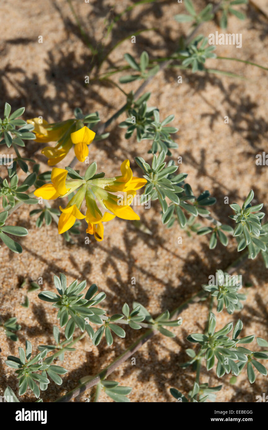 Southern Bird's-Foot Trefoil, Lotus creticus, growing on a sand dune ...