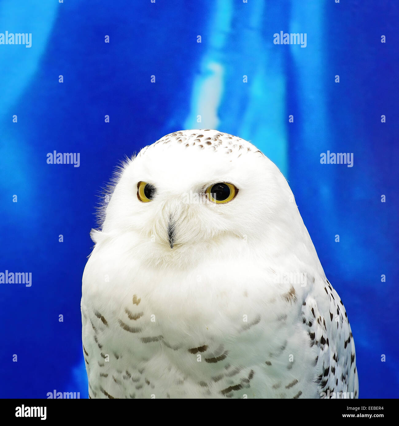 White Owls With Blue Eyes