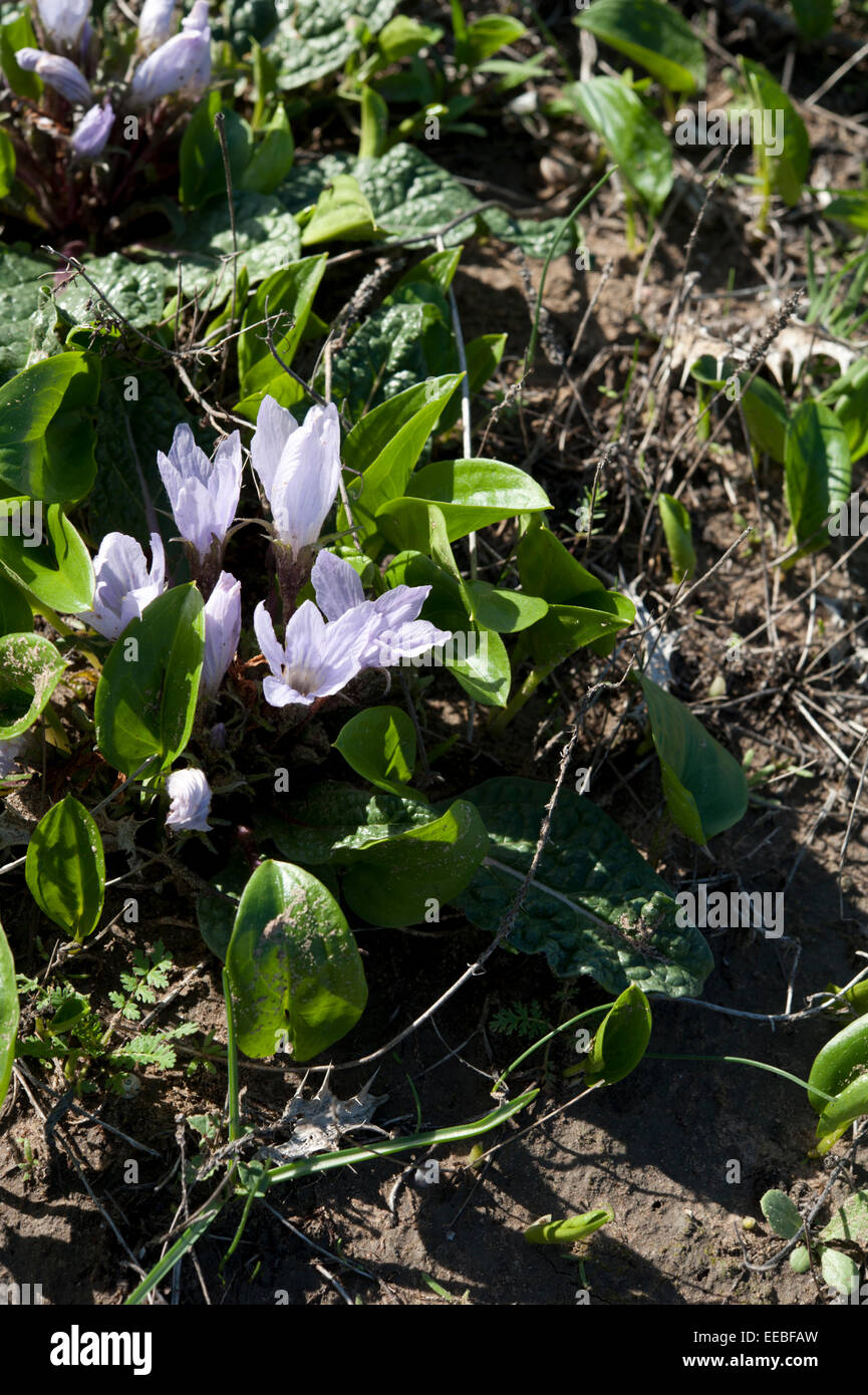 Mandrake, Mandragora autumnalis, growing by a roadside in Vejer de la ...