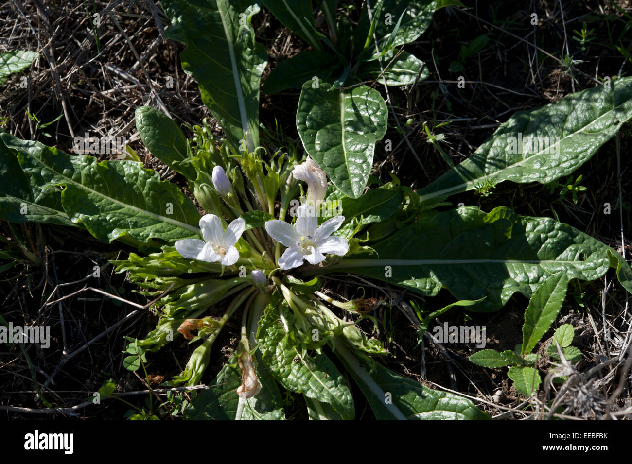 Mandrake, Mandragora autumnalis, growing by a roadside in Vejer de la ...