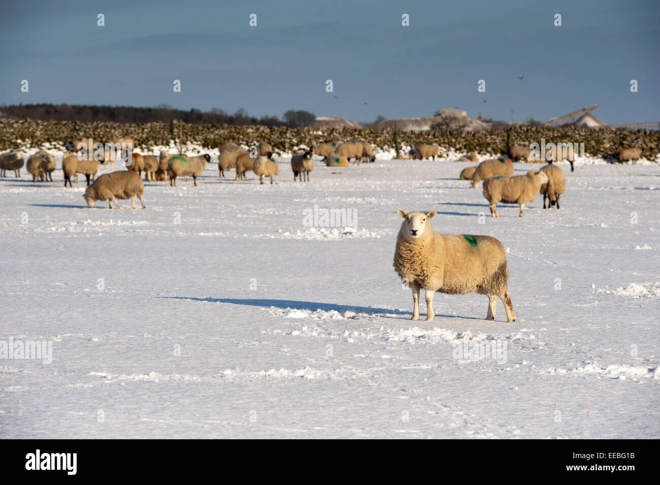 Sheep snow white winter hi-res stock photography and images - Alamy