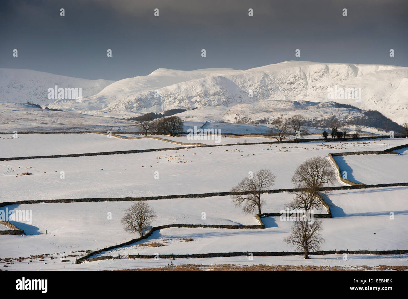Shap And Snow High Resolution Stock Photography and Images - Alamy