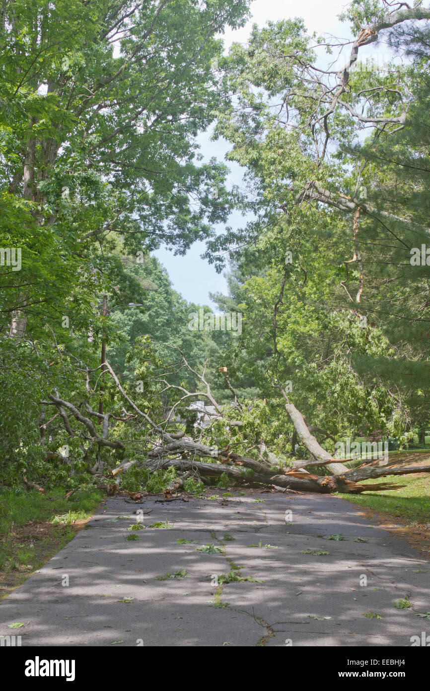 Up ahead lies a large oak tree fallen across a narrow neighborhood ...
