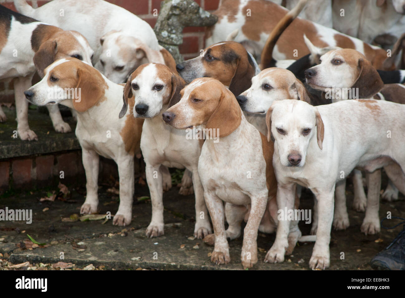 Meet beagles hi-res stock photography and images - Alamy