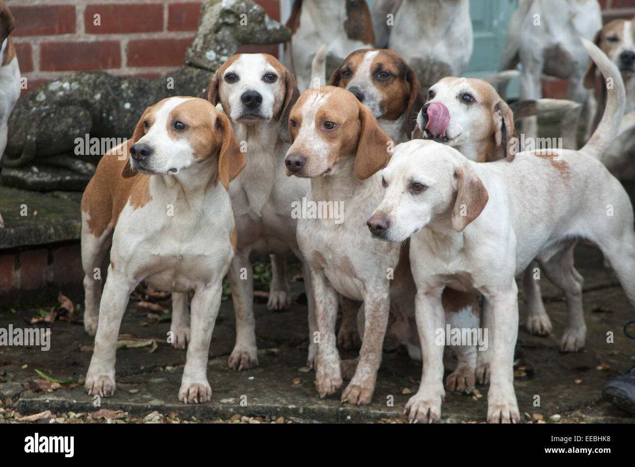 Beagles hunt hi-res stock photography and images - Alamy