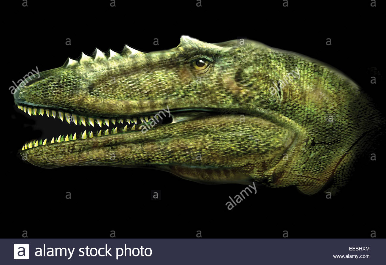 Dinosaur Teeth Stock Photos & Dinosaur Teeth Stock Images - Alamy