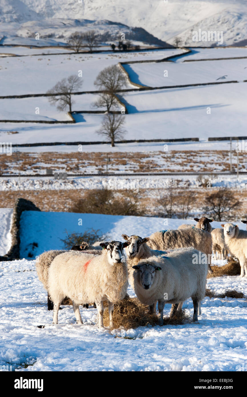 Mule sheep being fed hay in the snow, with Shap Fells in the background ...