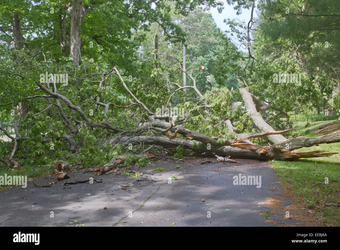 Oak tree fallen across street hi-res stock photography and images - Alamy