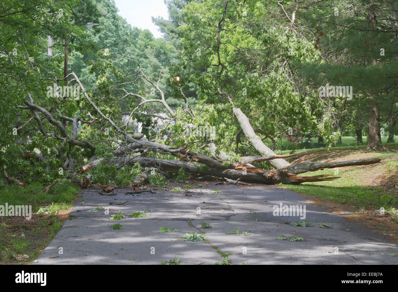 A large oak tree fallen across a narrow neighborhood street blocking ...