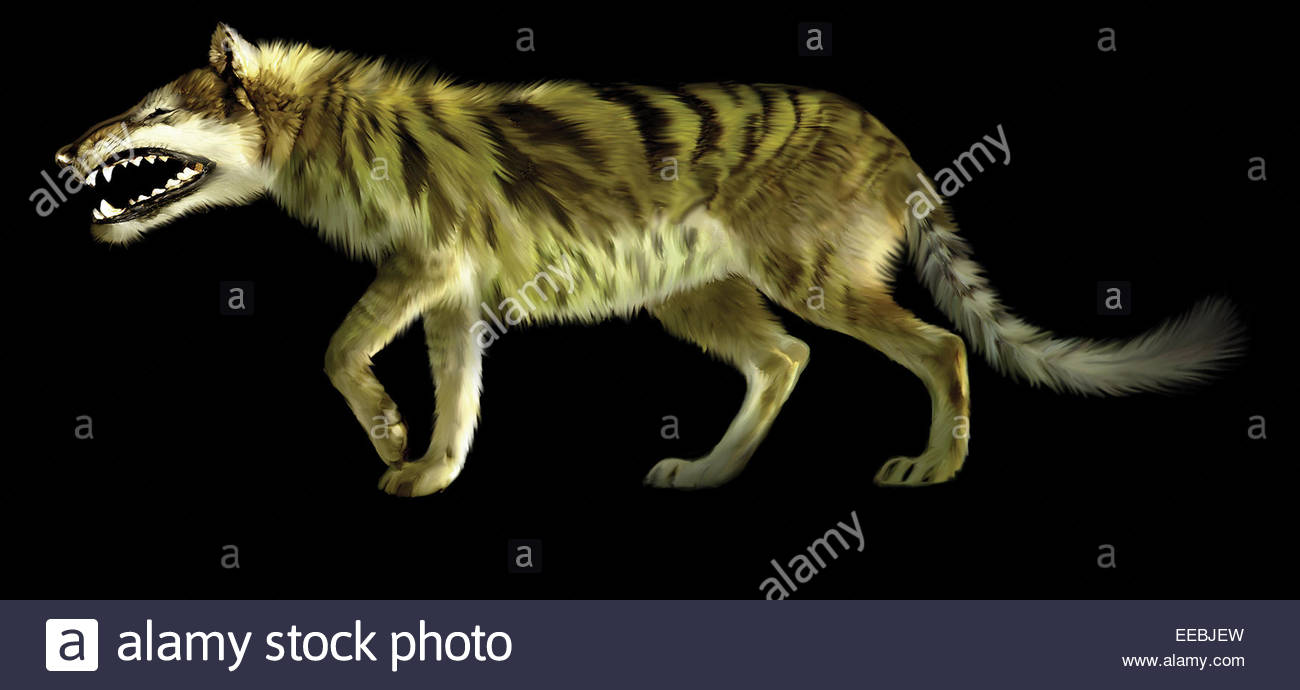 Andrewsarchus Stock Photos & Andrewsarchus Stock Images - Alamy