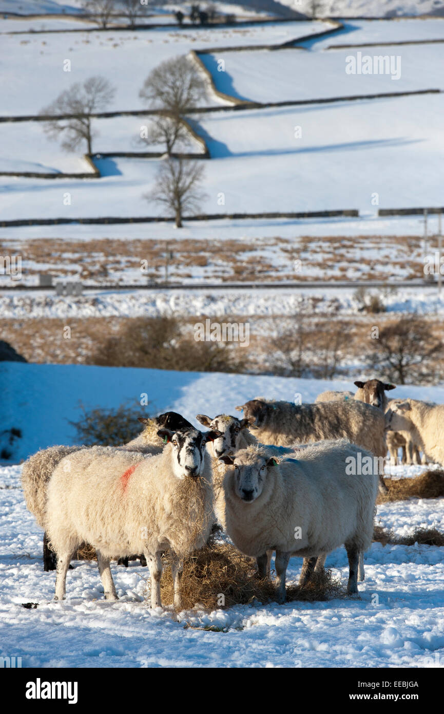 Mule sheep being fed hay in the snow, with Shap Fells in the background ...