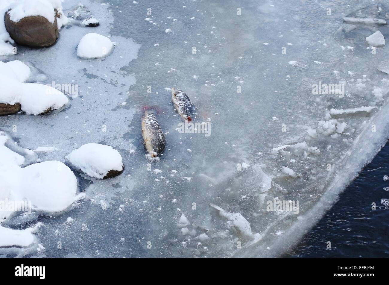 Two dead fish frozen in a creek in Minneapolis Stock Photo - Alamy