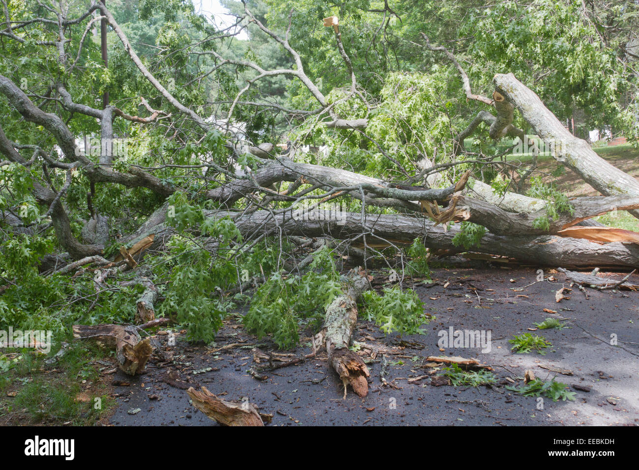A large oak tree hi-res stock photography and images - Alamy