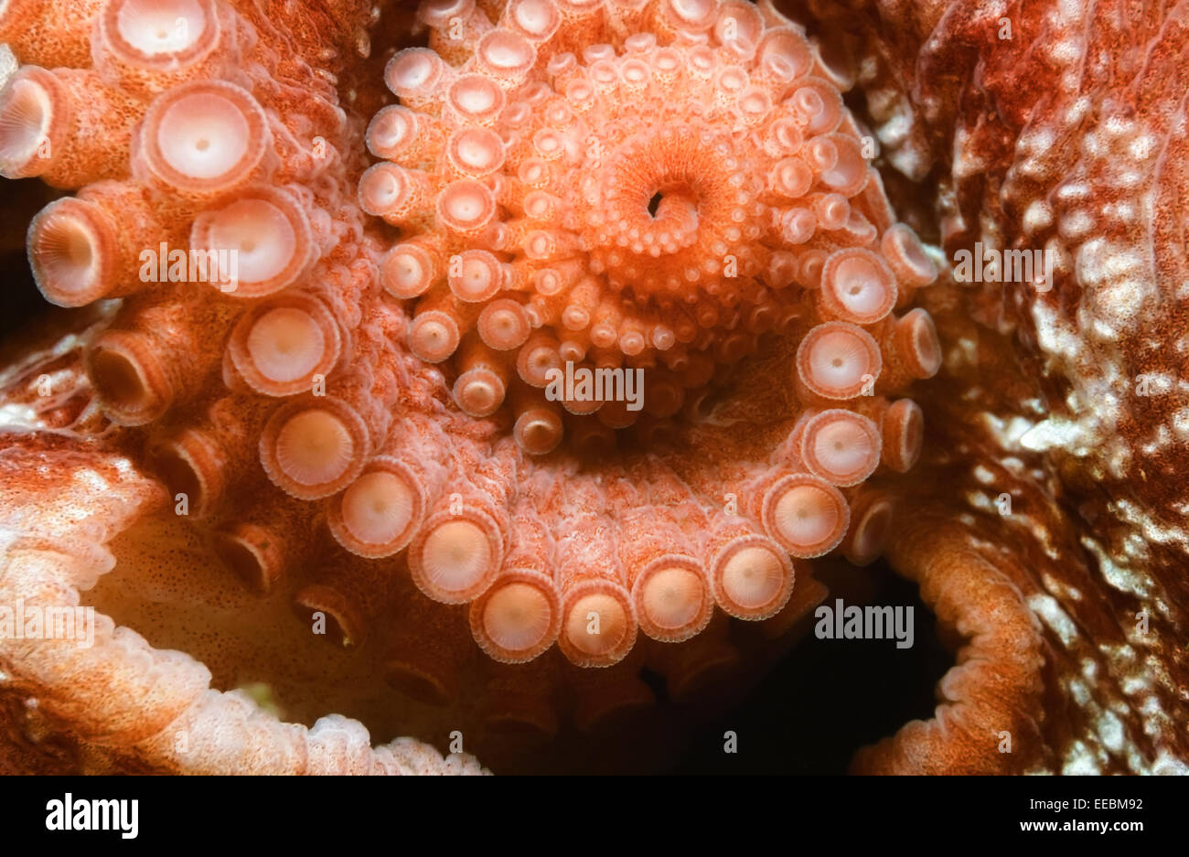 Enteroctopus Dofleini High Resolution Stock Photography and Images - Alamy
