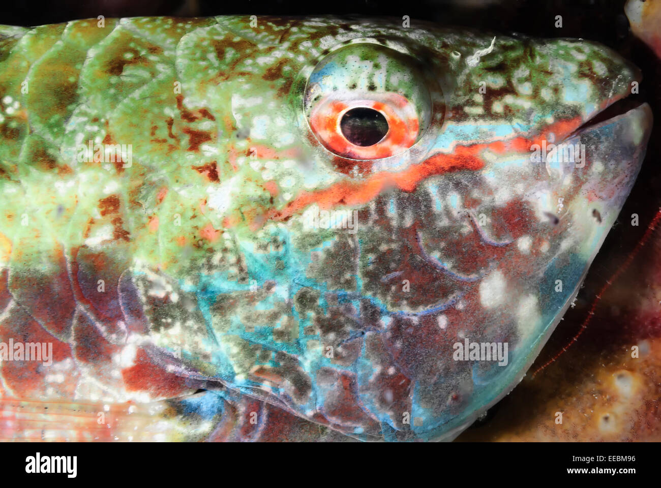 Redband parrotfish, sleeping, Sparisoma aurofrenatum, Bonaire ...