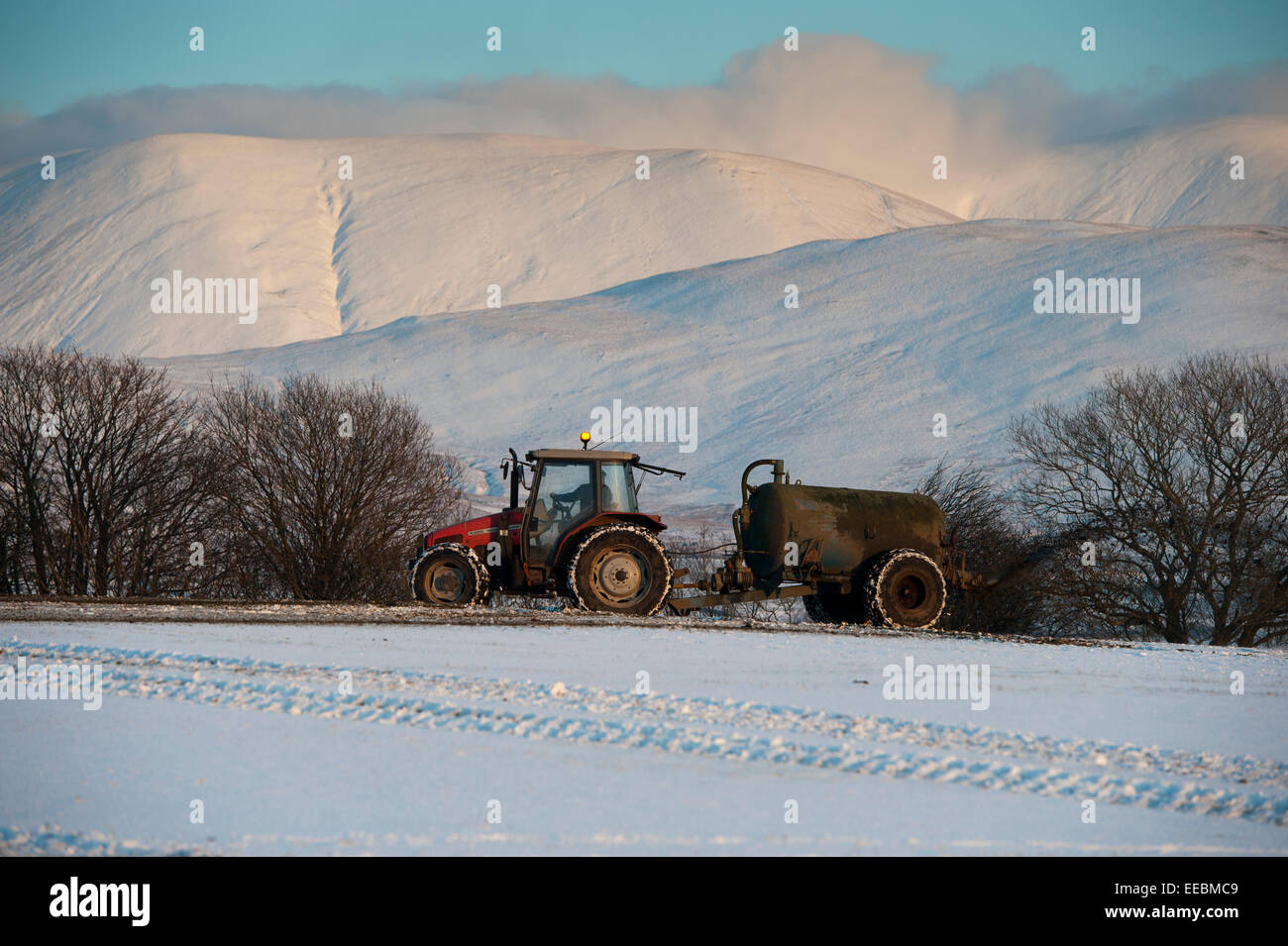 Farmer spreading slurry on snow covered field. Cumbria Stock Photo - Alamy