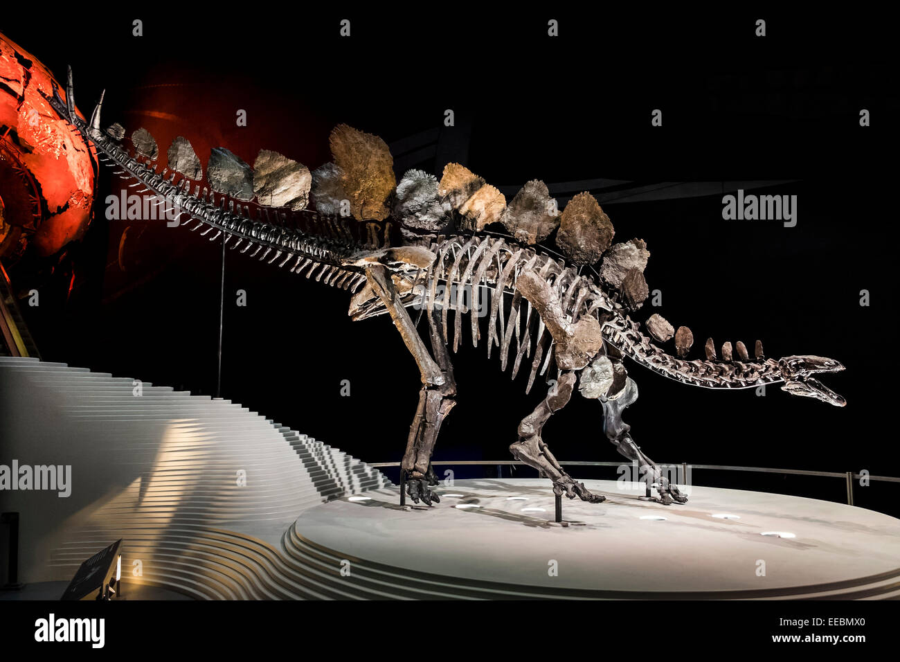 The Stegosaurus History Real