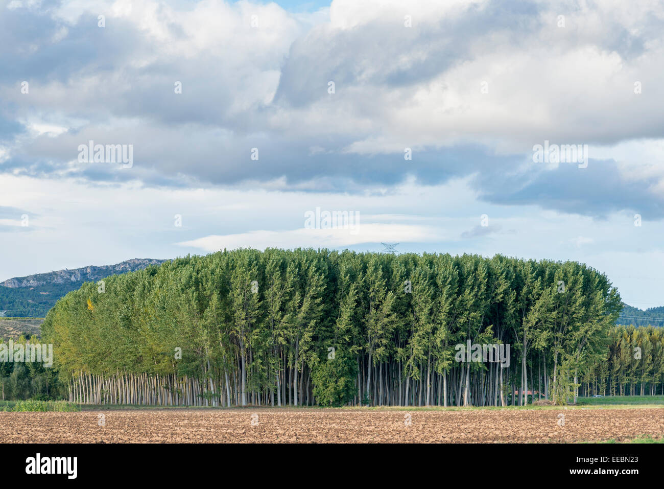Poplar plantations hi-res stock photography and images - Alamy