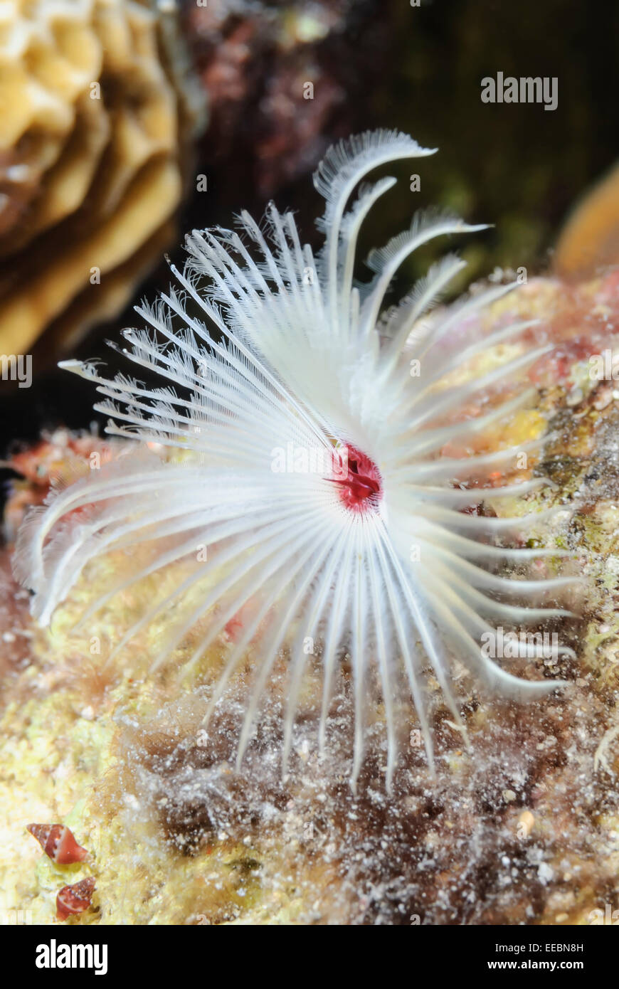 Sabellid worm hi-res stock photography and images - Alamy