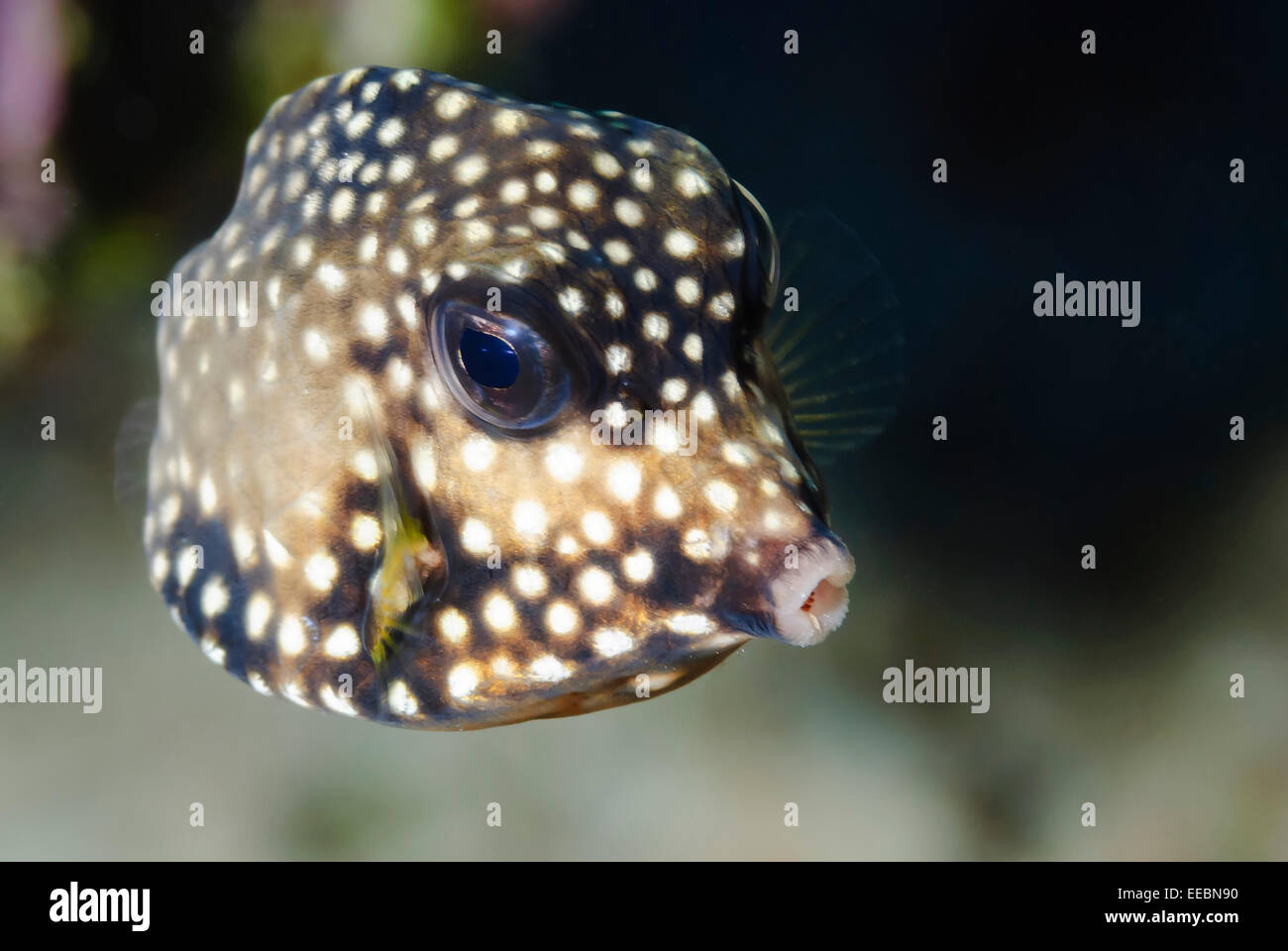 Juvenile Spotted Trunkfish