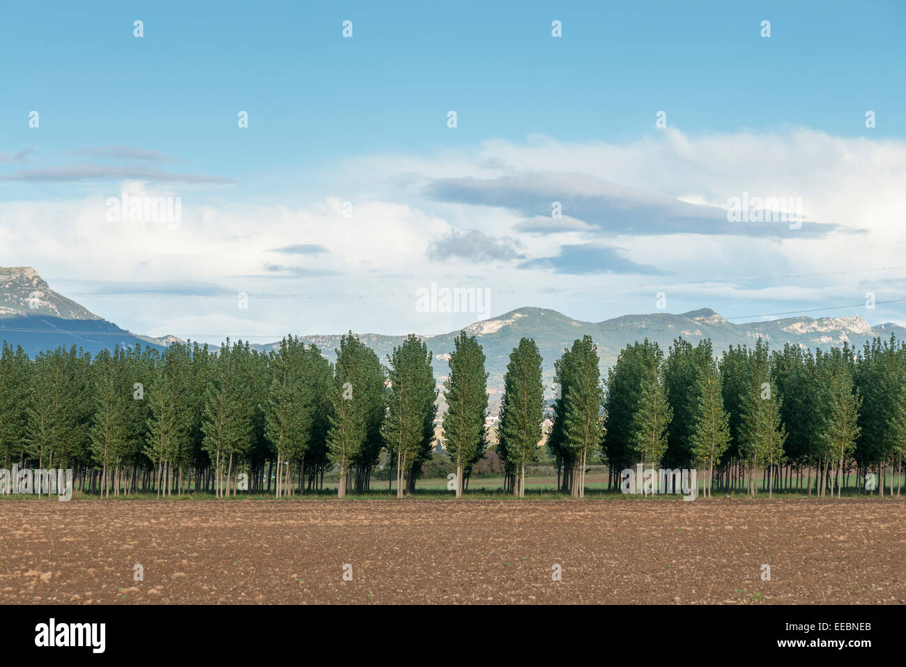 Poplar trees hi-res stock photography and images - Alamy