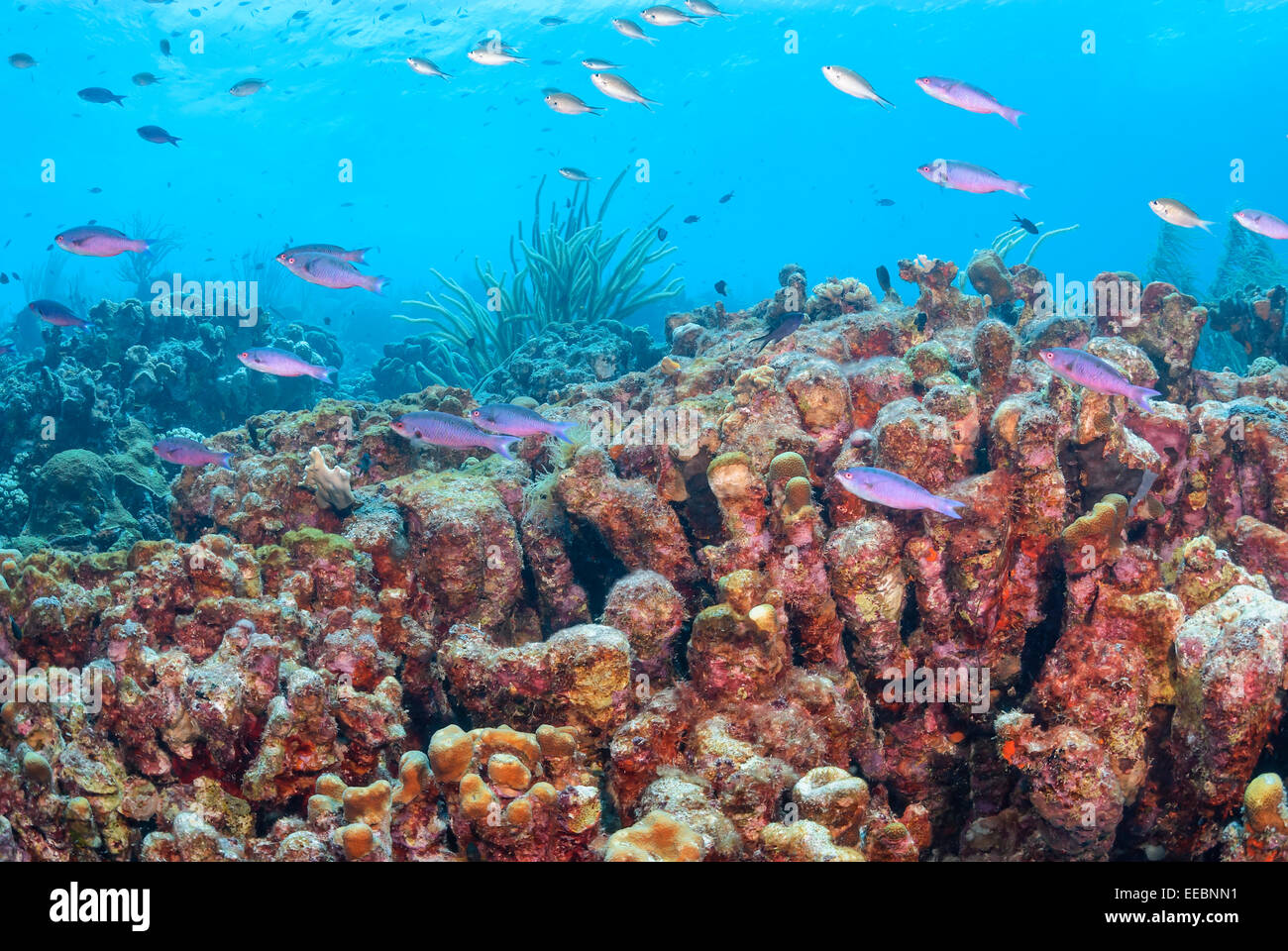 Creole wrasse, Clepticus parrae, Bonaire, Caribbean Netherlands ...