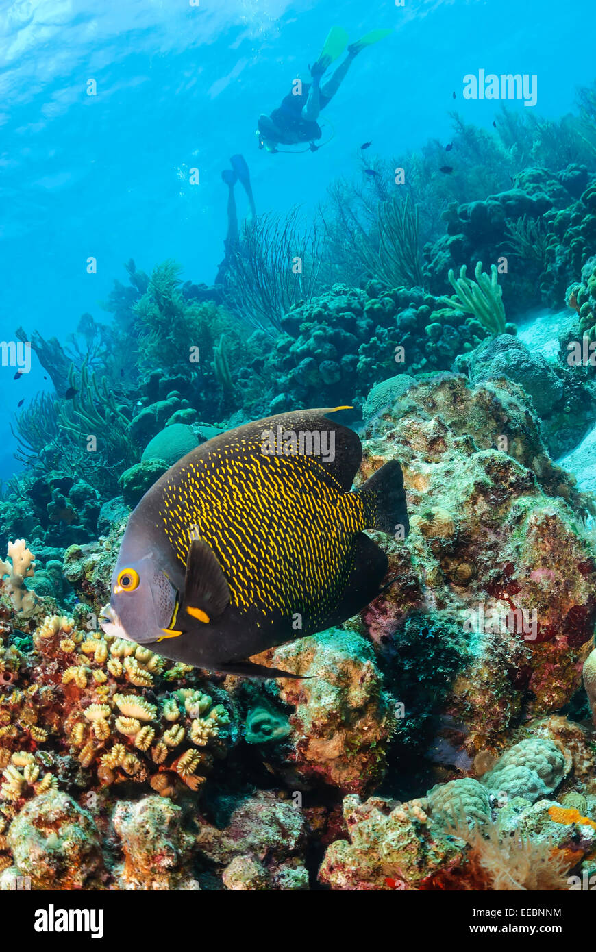 French angelfish, Pomacanthus paru, Bonaire, Caribbean Netherlands ...