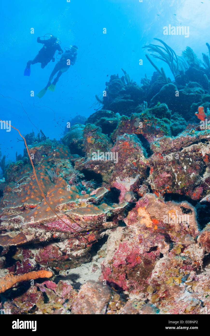 Scuba divers explore the coral reefs on Bonaire, Caribbean Netherlands Stock Photo - Alamy