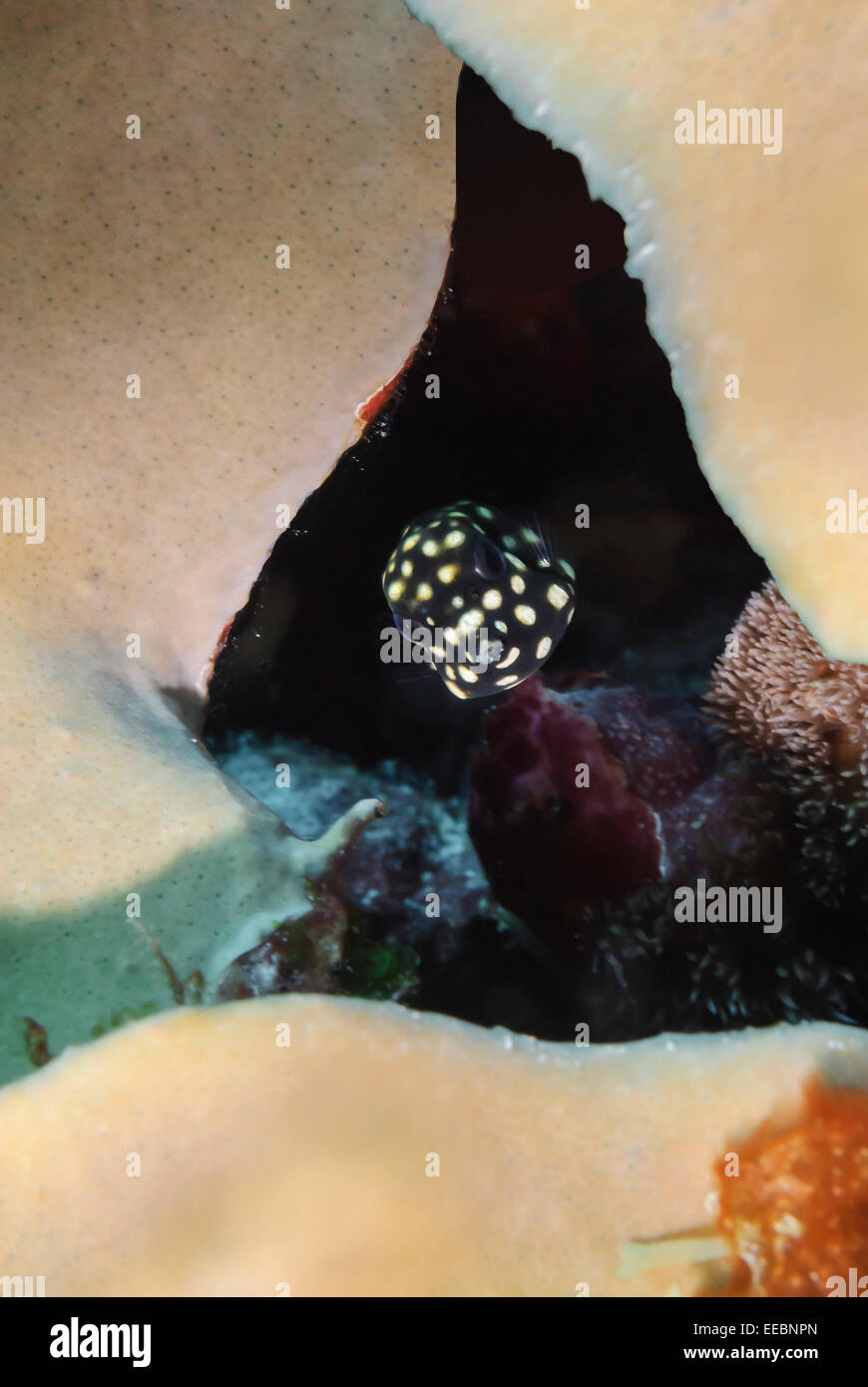 Bonaire caribbean island baby hi-res stock photography and images - Alamy