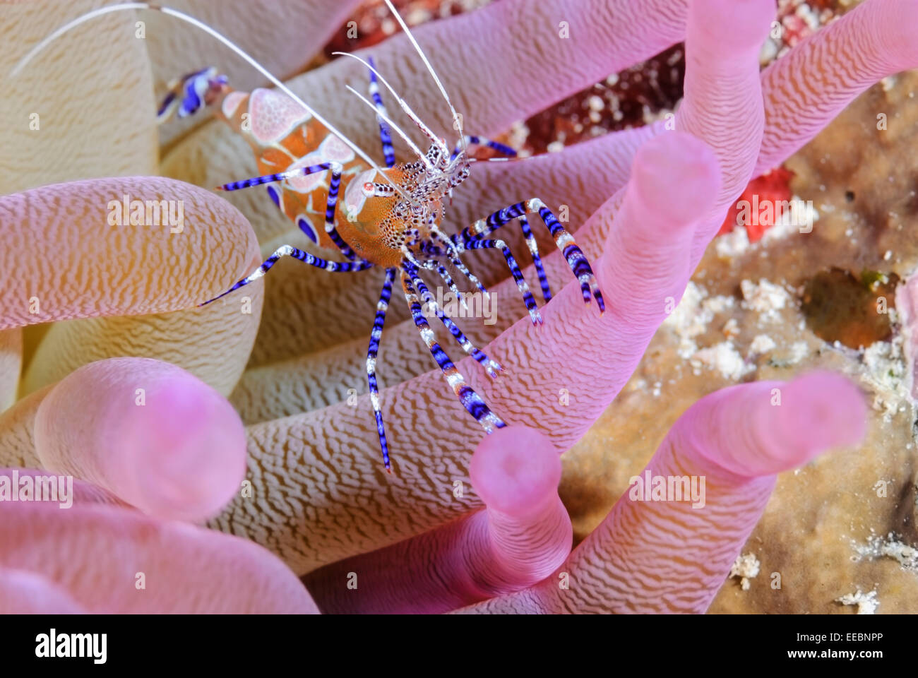 Periclimenes yucatanicus hi-res stock photography and images - Alamy