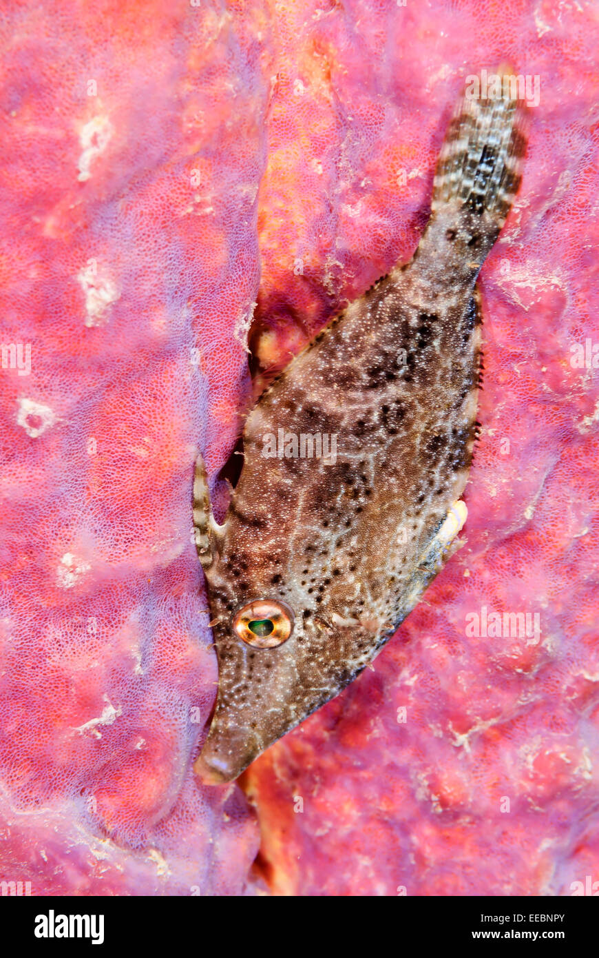 Slender filefish, Monacanthus tuckeri, Bonaire, Caribbean Netherlands ...