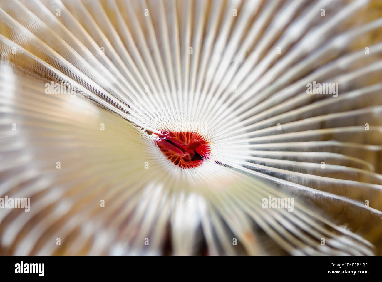 Split-crown feather duster worm, Anamobaea orstedii, Bonaire, Caribbean ...