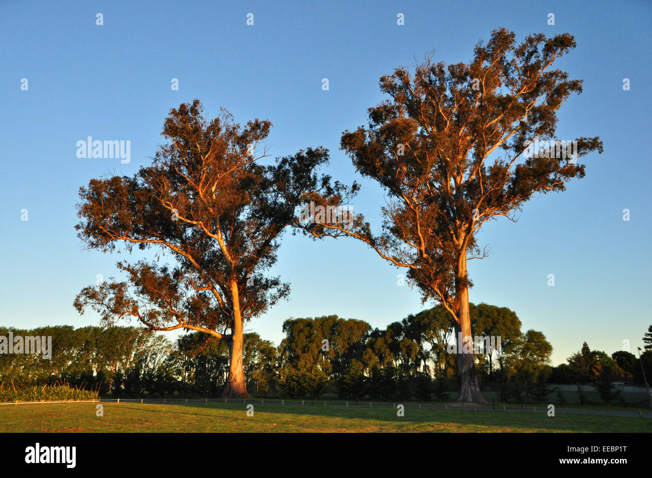 Rough barked apple hi-res stock photography and images - Alamy