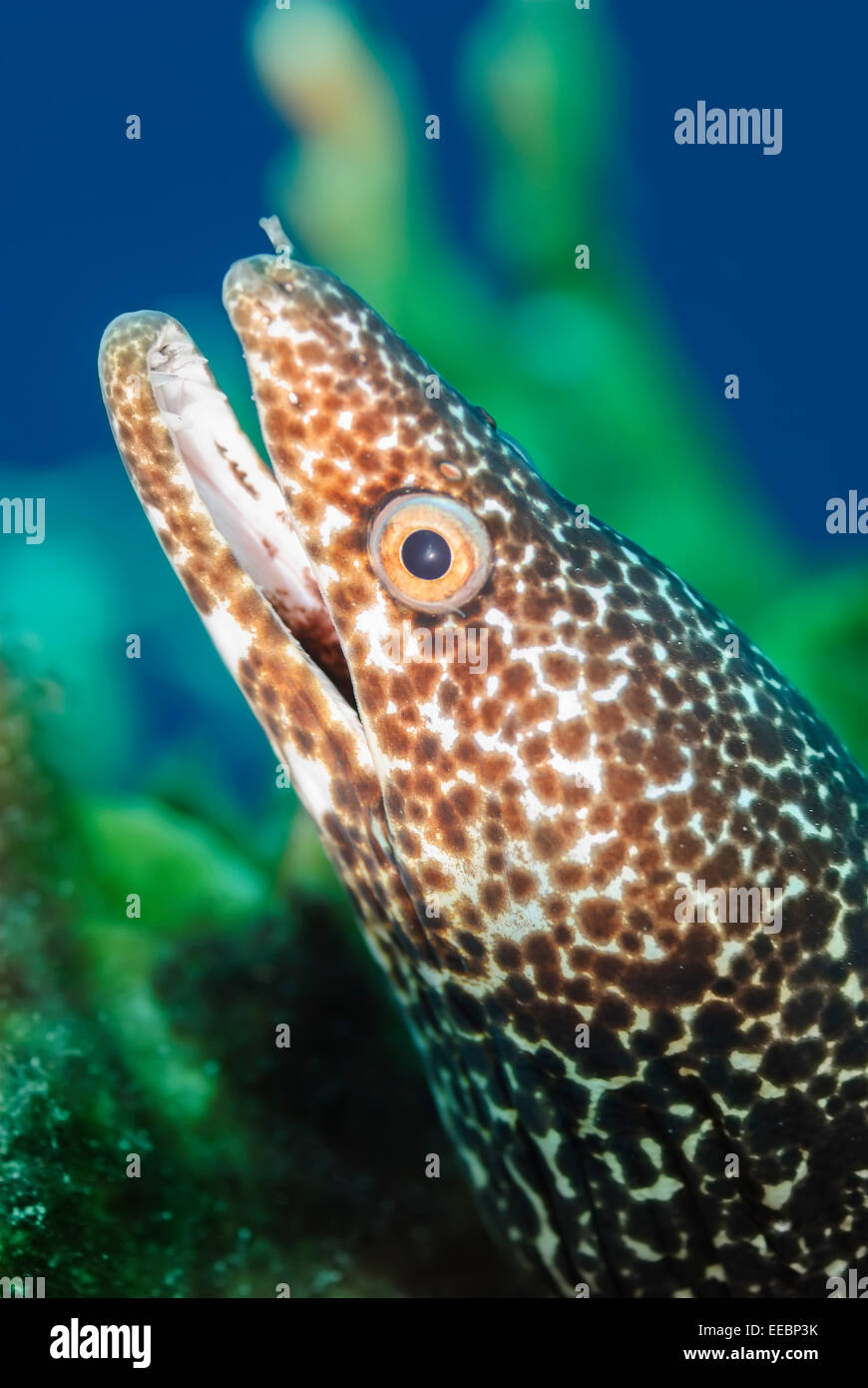 Moray eel caribbean hi-res stock photography and images - Alamy