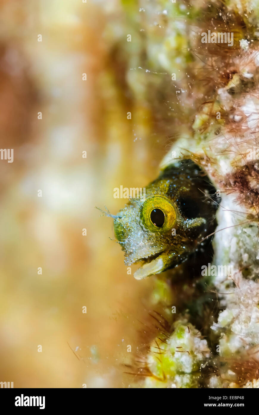 Bonaire funny hi-res stock photography and images - Alamy