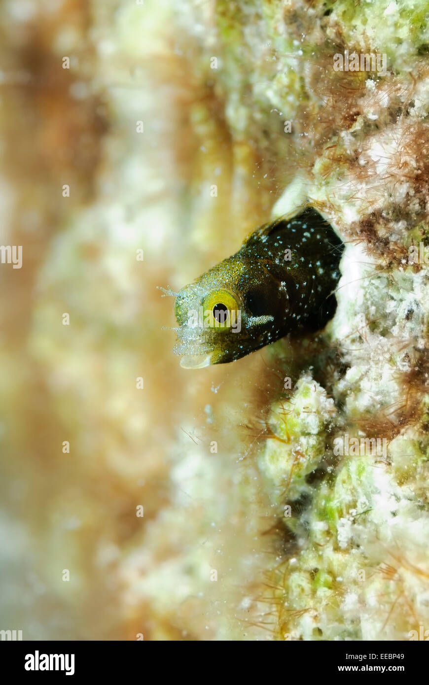 Spinyhead blenny, Acanthemblemaria spinosa, Bonaire, Caribbean ...