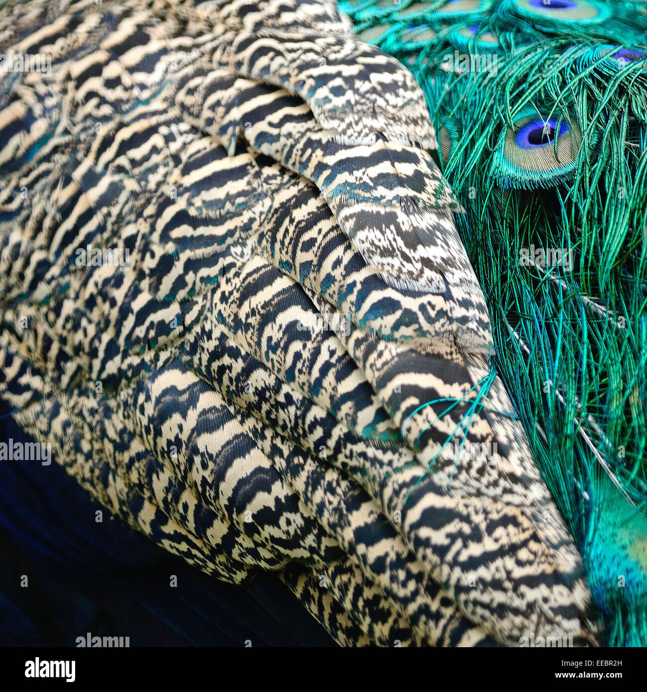 Green peafowl hi-res stock photography and images - Alamy