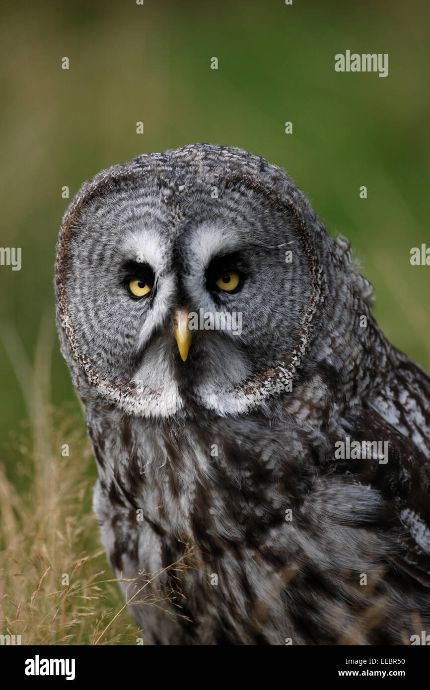 Great Grey Owl Stock Photo - Alamy